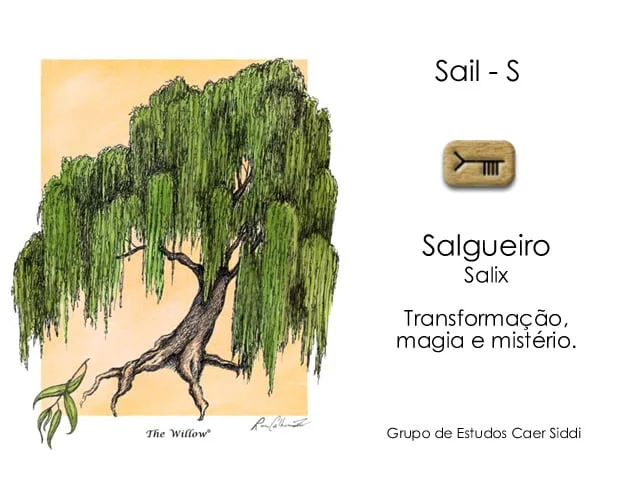 Desenho De Salgueiro Com Raizes